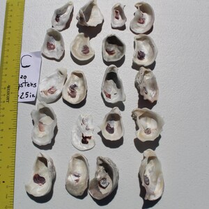 Pink Oyster Shells 20, Keewaydin Island, Long Oyster Shells, Gulf Coast ...