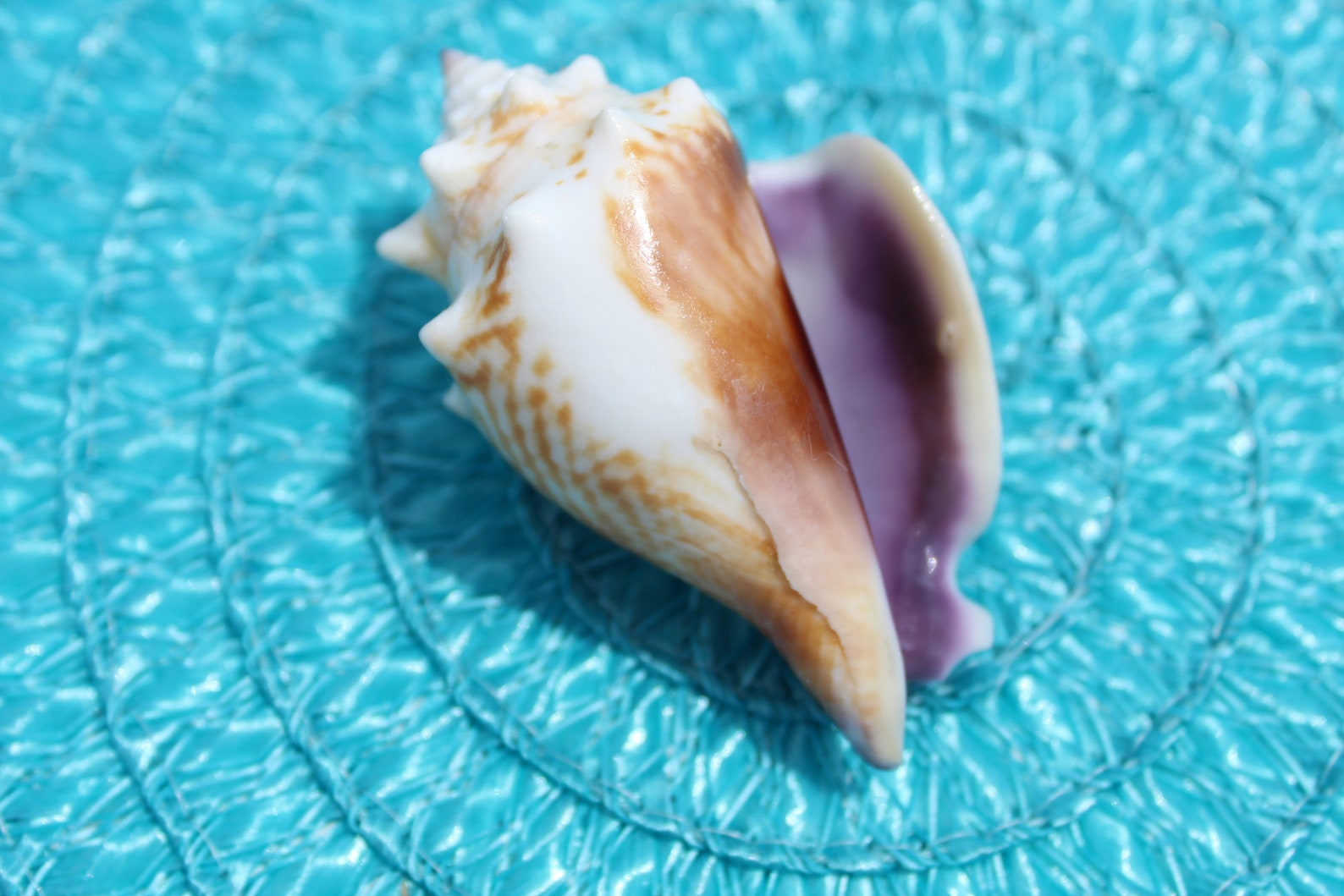 Purple Violet Lipped Conch Seashell, Florida Keewaydin Island Collected ...
