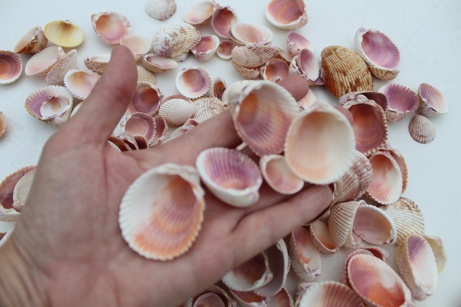 Natural Florida Shells, Prickly Cockle Shells, Sanibel Island Shells ...