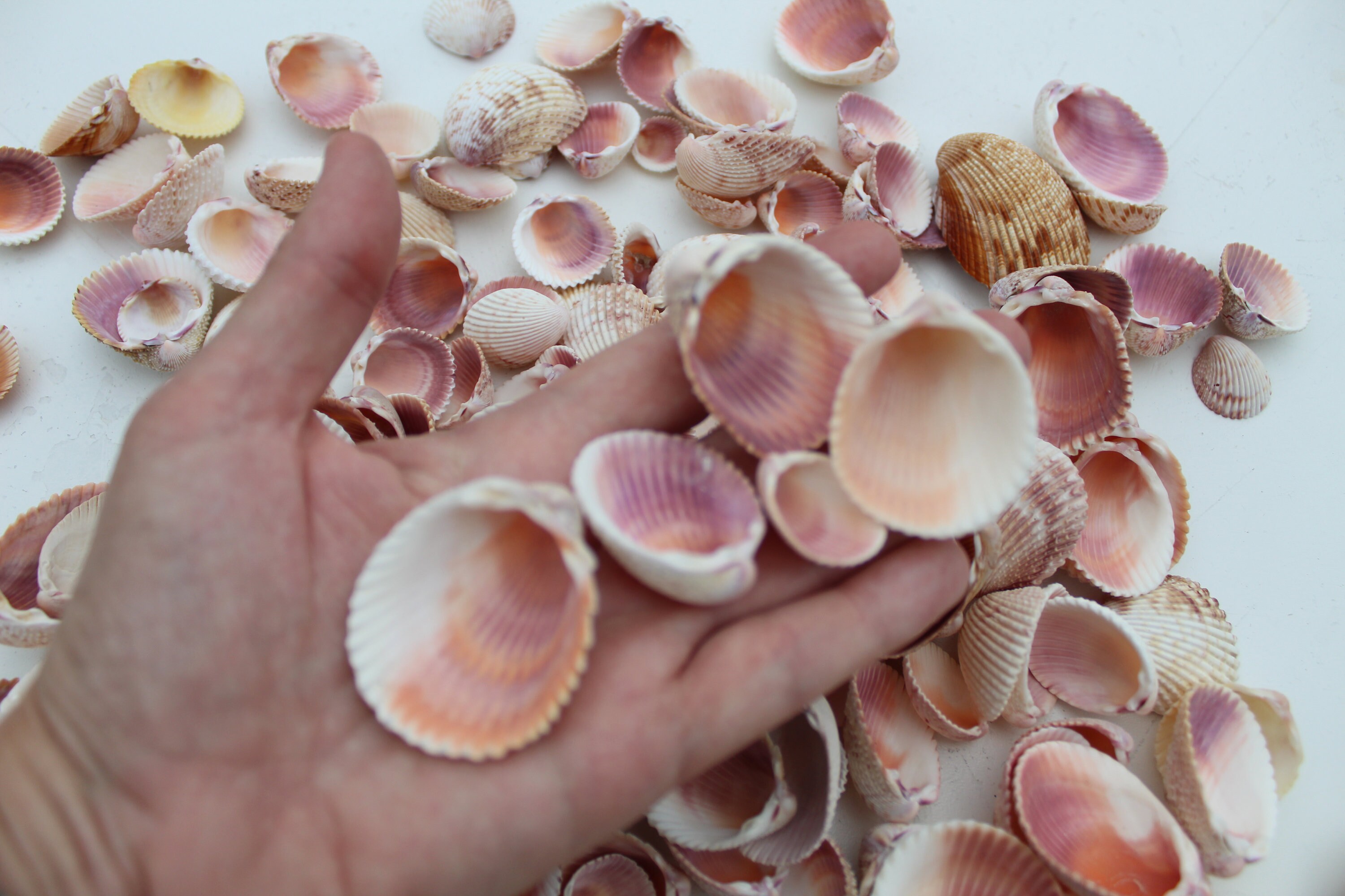 Natural Florida Shells, Prickly Cockle Shells, Sanibel Island Shells ...