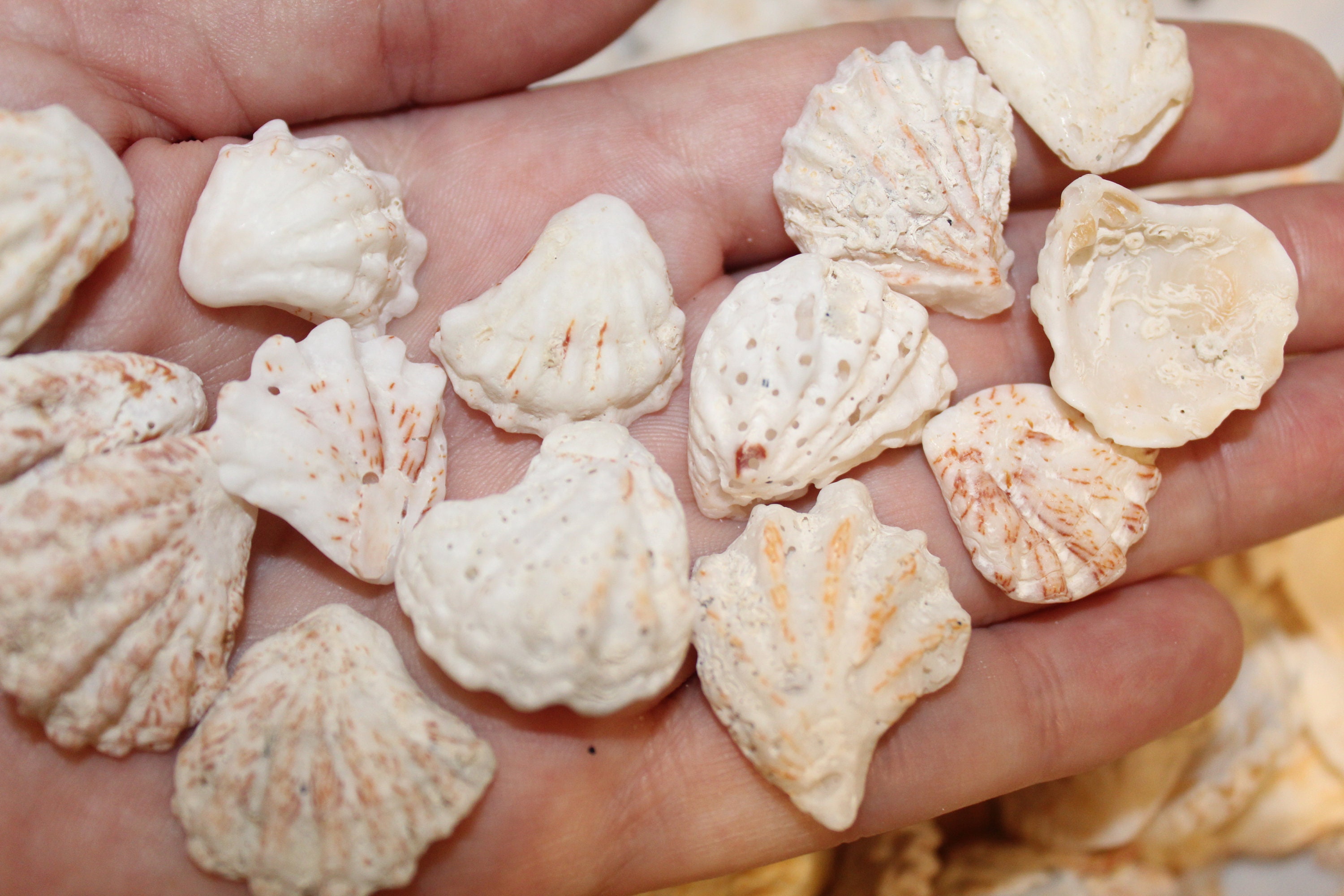 50 Cats Paw Seashells, Weather Worn Kitten Paw Shells, Cats Paw Shells ...