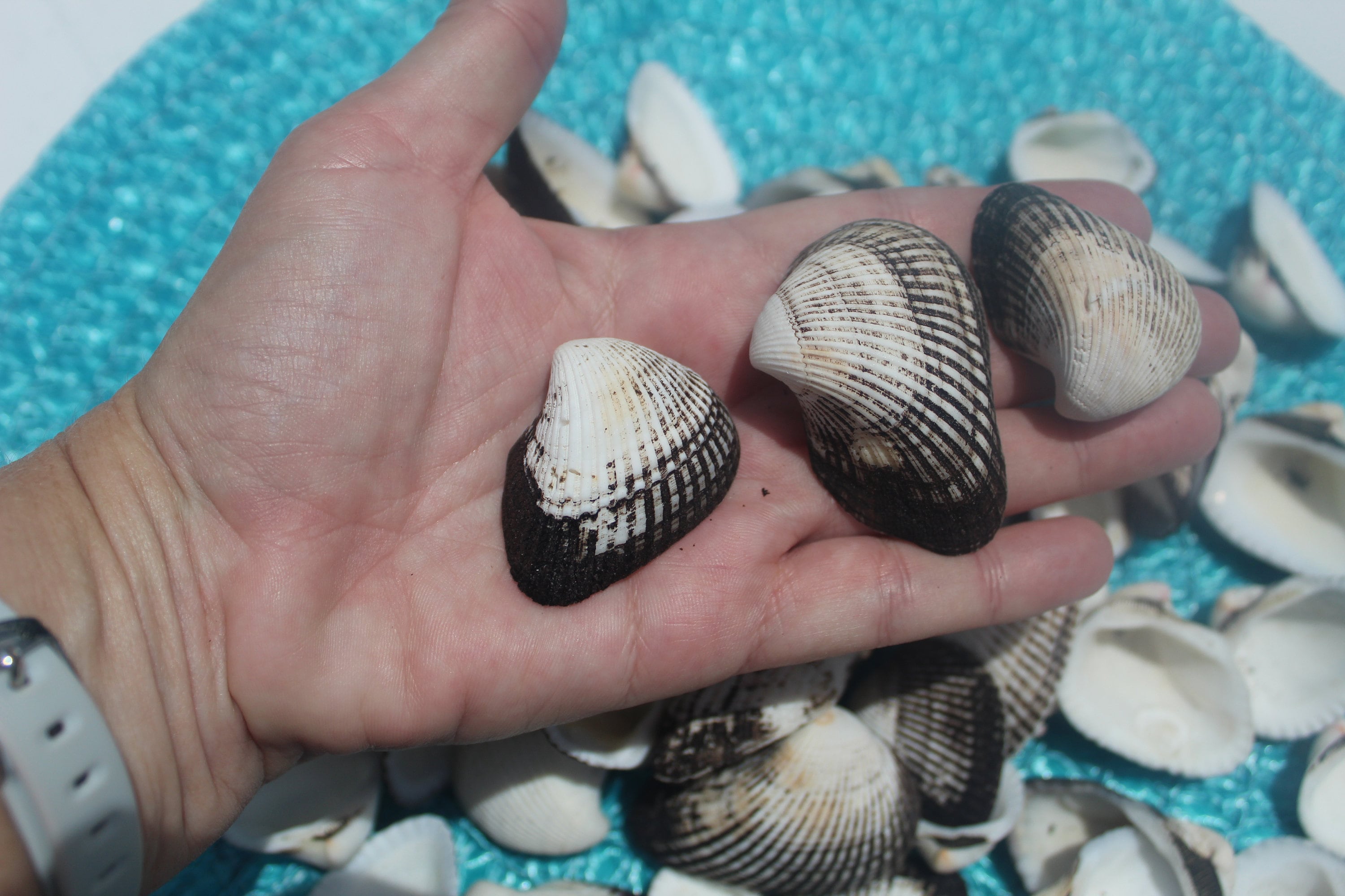 Ponderous Ark Seashells, Keewaydin Sea Shells, Gulf Coast Shells, Black ...