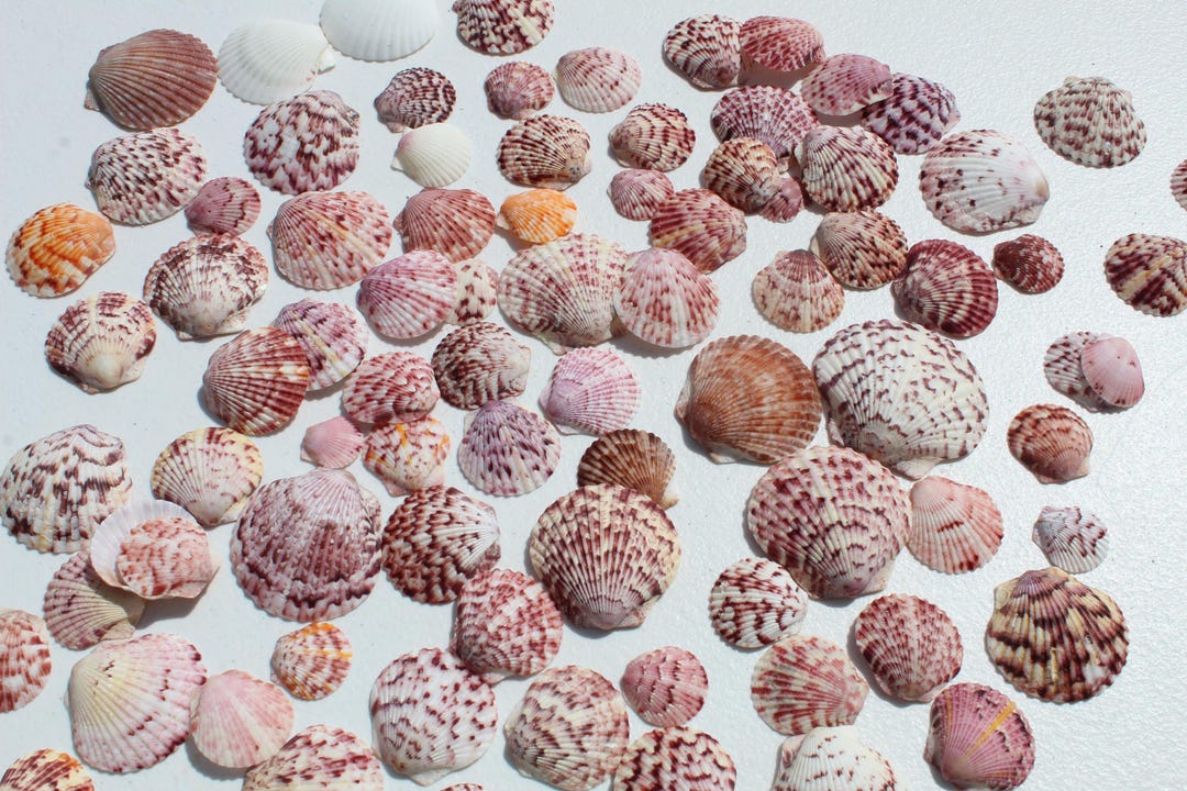 25 Sanibel Scallop Shells, Fushia Purple Coastal Decor - Etsy