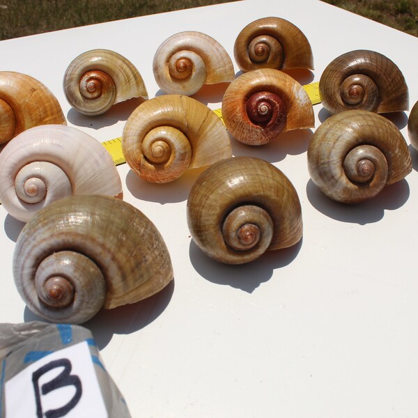 Apple Snail Shell - Etsy