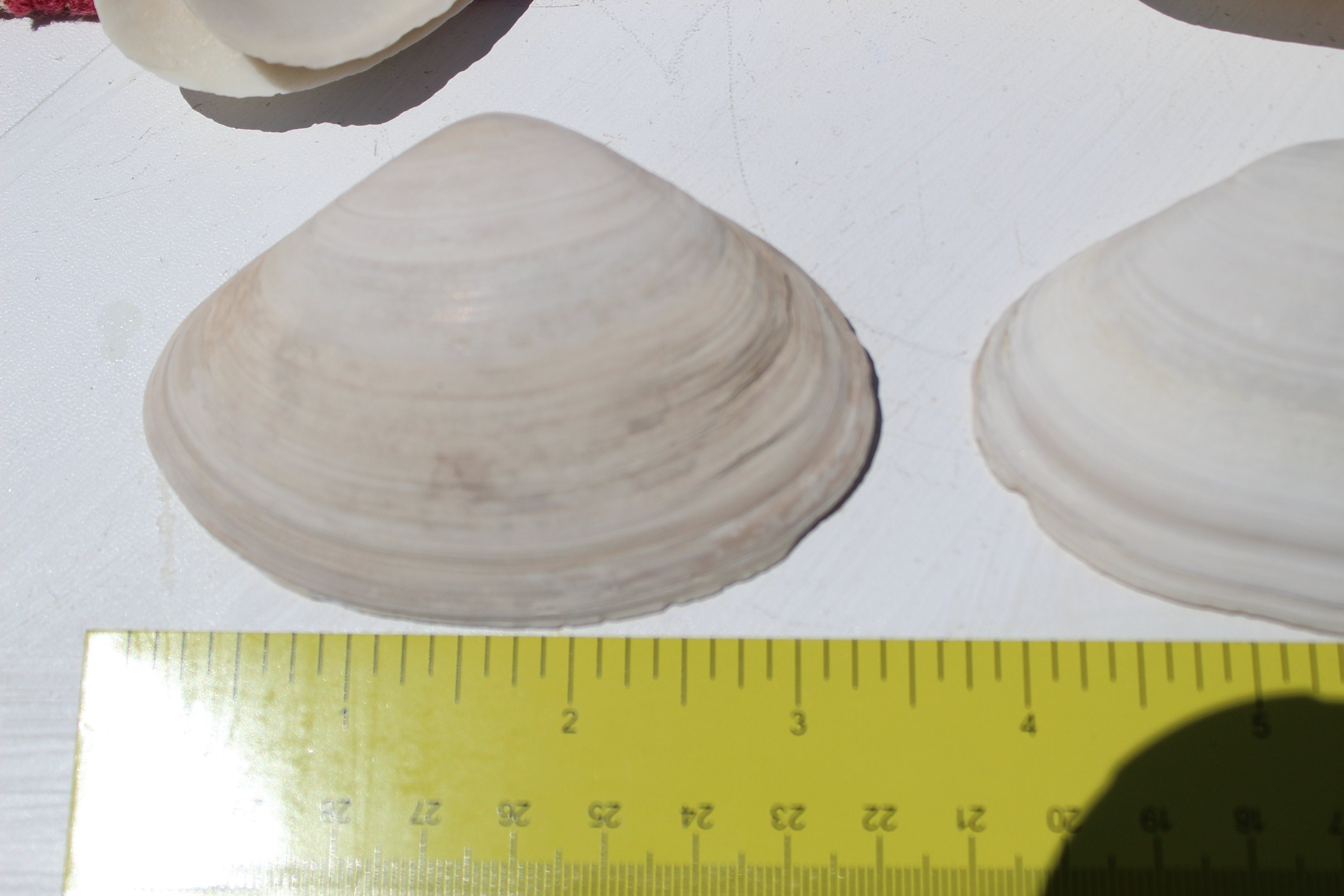 25 Surf Clam Shells, Sanibel Clams, Gulf Coast Shells, Florida Clams ...