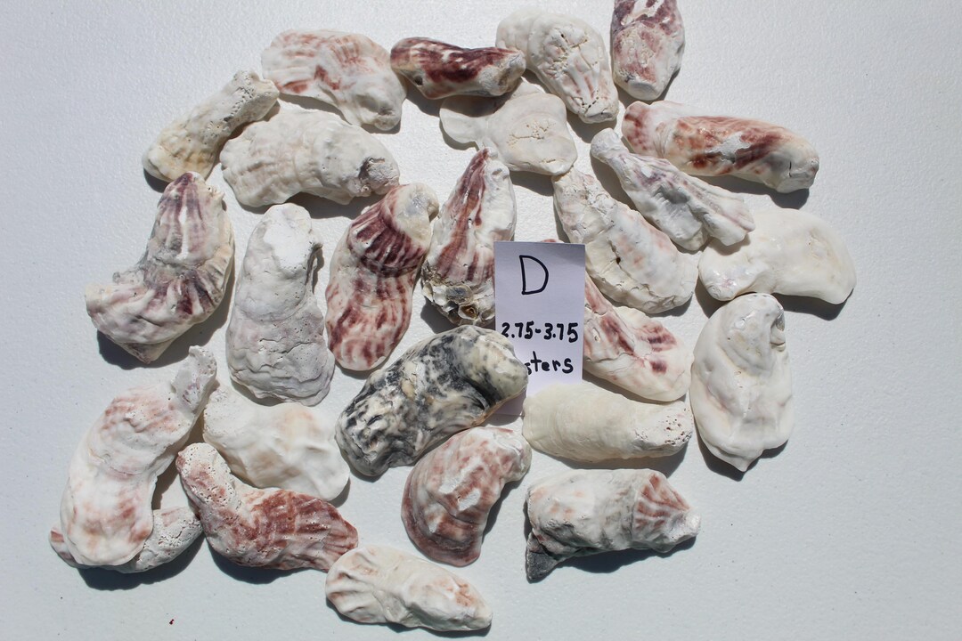 Pink Oyster Shells 25, Keewaydin Island, Long Oyster Shells, Gulf Coast ...