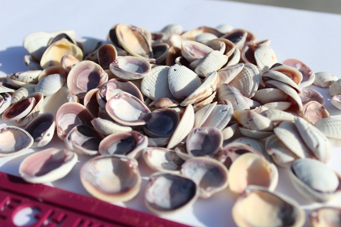 25 Venus Clam Shells, Seashells, Beach Decor, Shells, Purple Shells ...