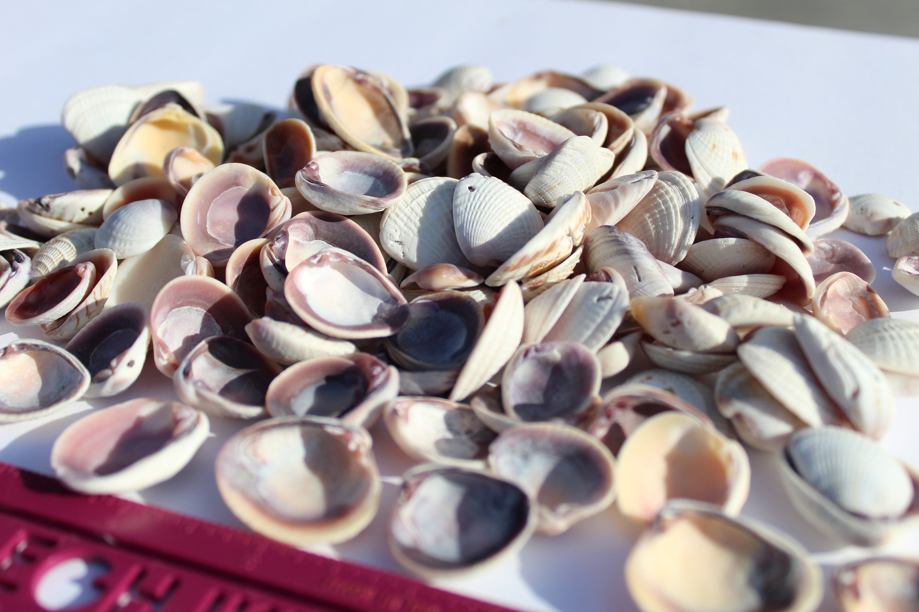 25 conchas de almejas de Venus conchas marinas decoración de - Etsy México