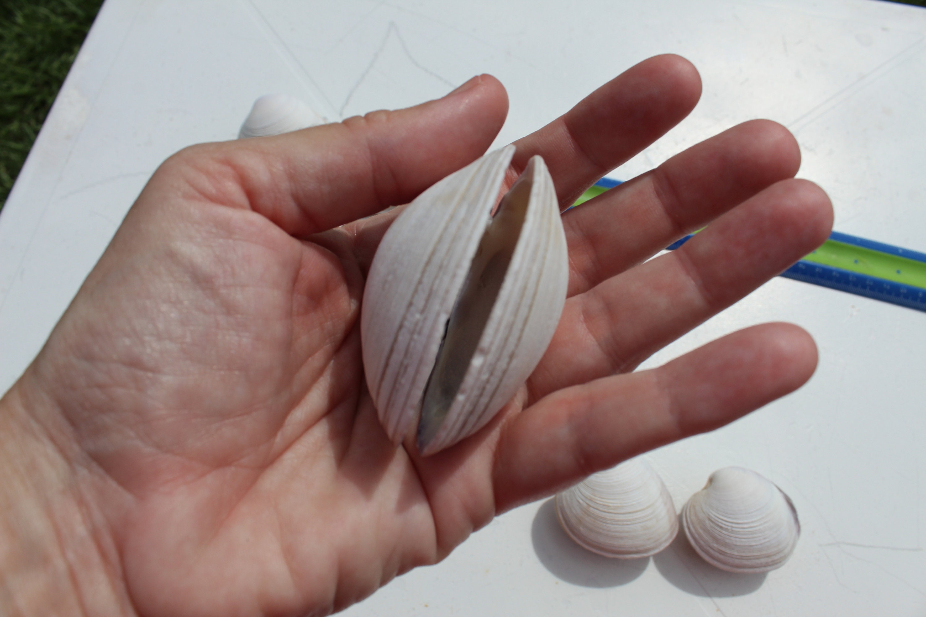 Quahog Shells, Brown Clam Shells, Matched Clam Shells, Hard Shell Clams ...