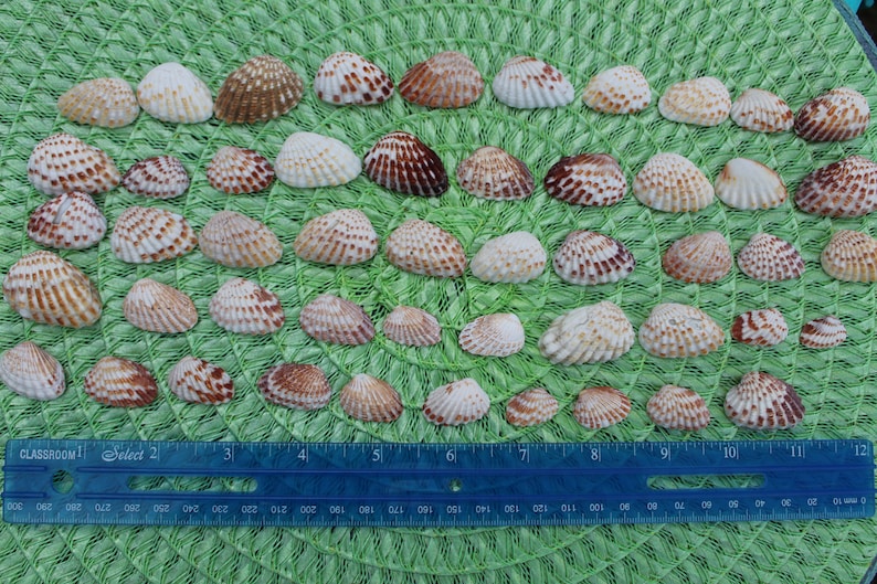 25 Cardita Shells, Sanibel Shells, Broad Ribbed Carditas, Gulf Coast ...