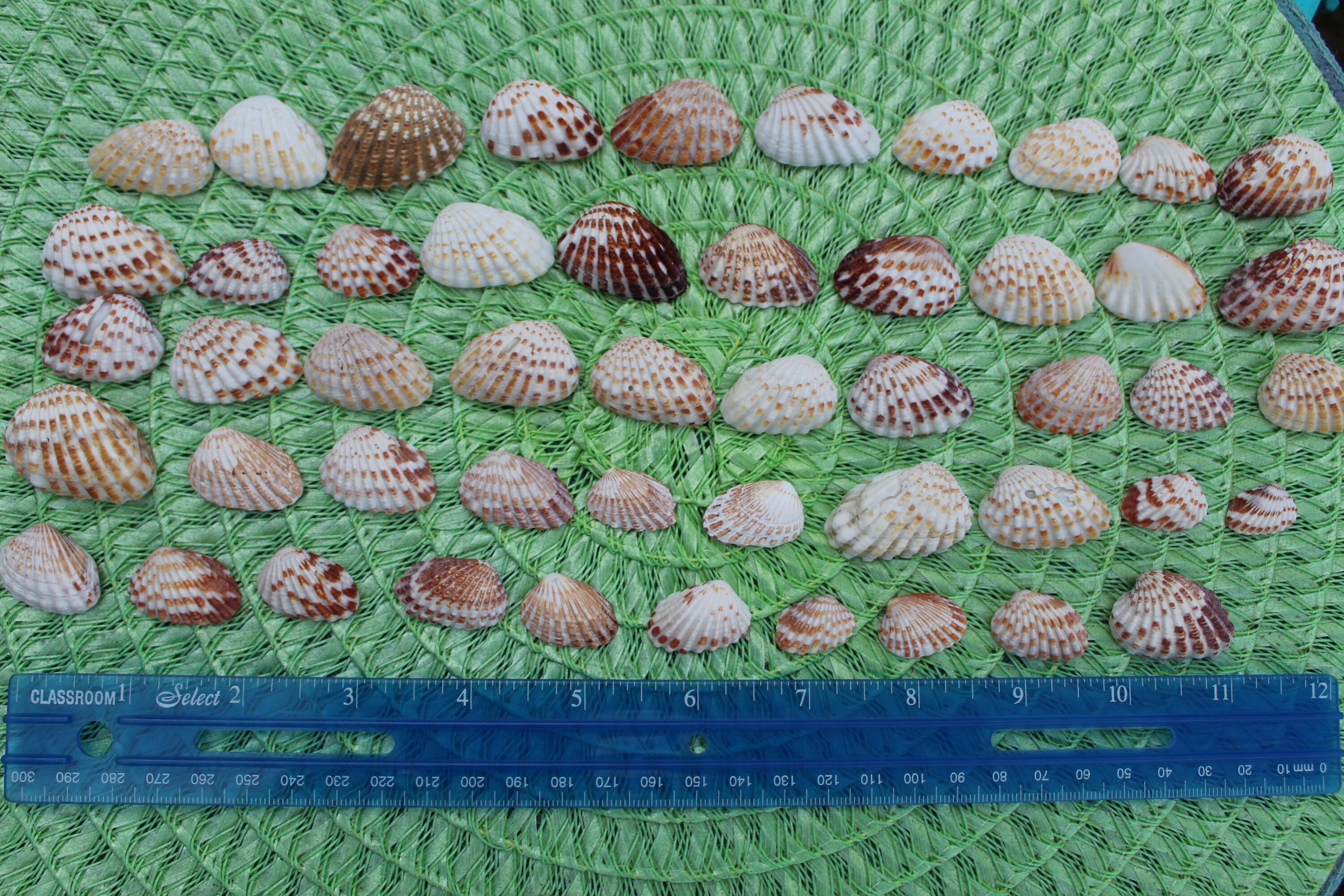 25 Cardita Shells, Sanibel Shells, Broad Ribbed Carditas, Gulf Coast ...