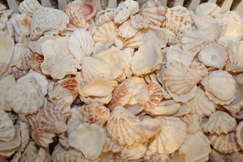 50 Cats Paw Seashells Weather Worn Kitten Paw Shells Cats - Etsy