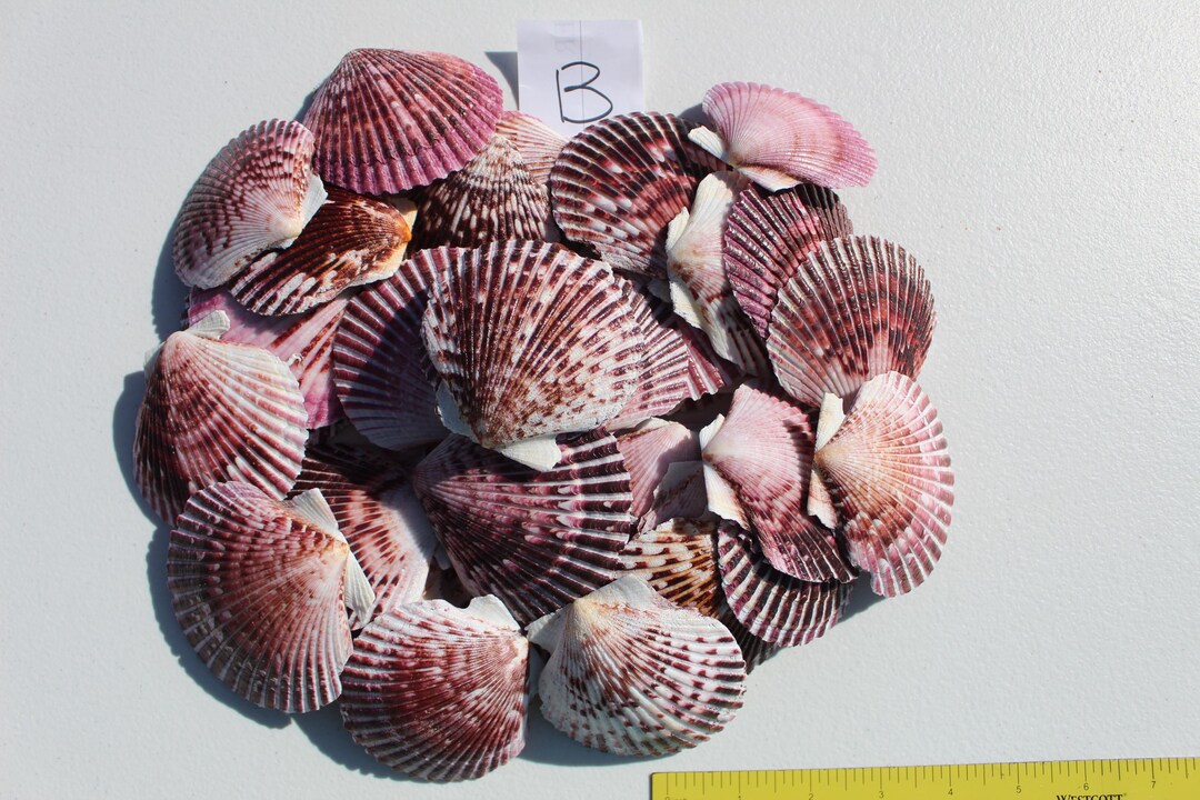 Scallop Shells, Bright Pink Scallop Shells, Ocean Life, Nautical Decor ...