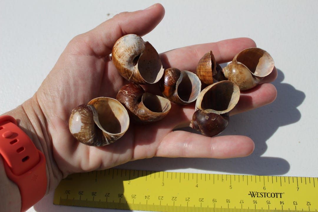 Small Apple Snail Shells, 7 Apple Snail Shells, 1 "--1 1/4 " Decorative ...