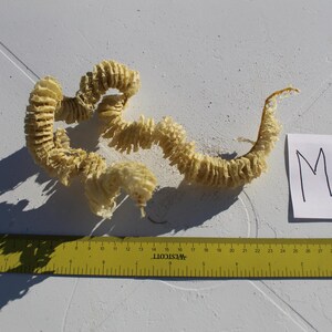 Whelk Egg Case, Spiral Egg Case, Sea Shell Case, Keewaydin, Egg Casing ...
