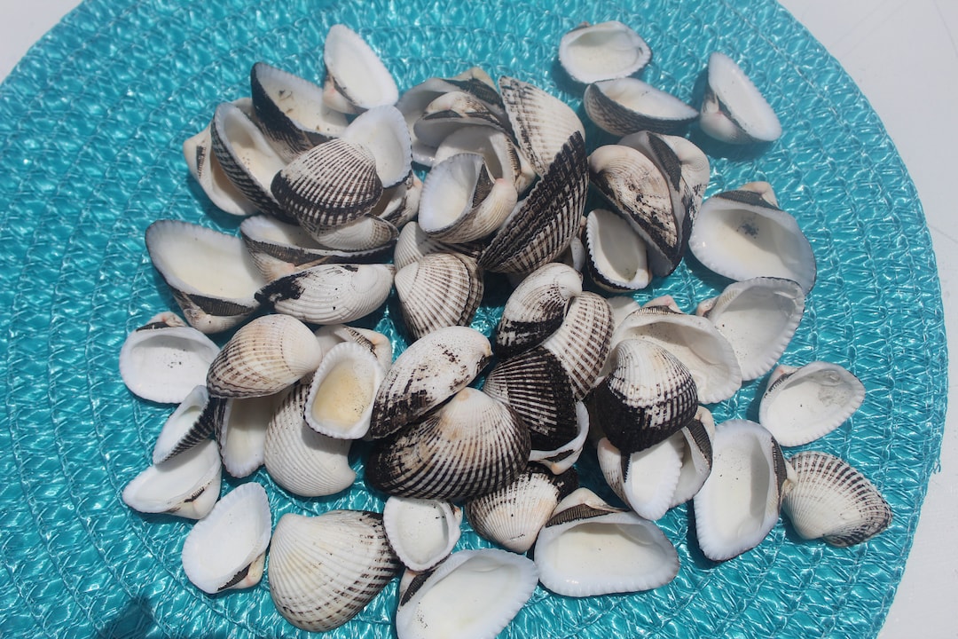 Ponderous Ark Seashells, Keewaydin Sea Shells, Gulf Coast Shells, Black ...