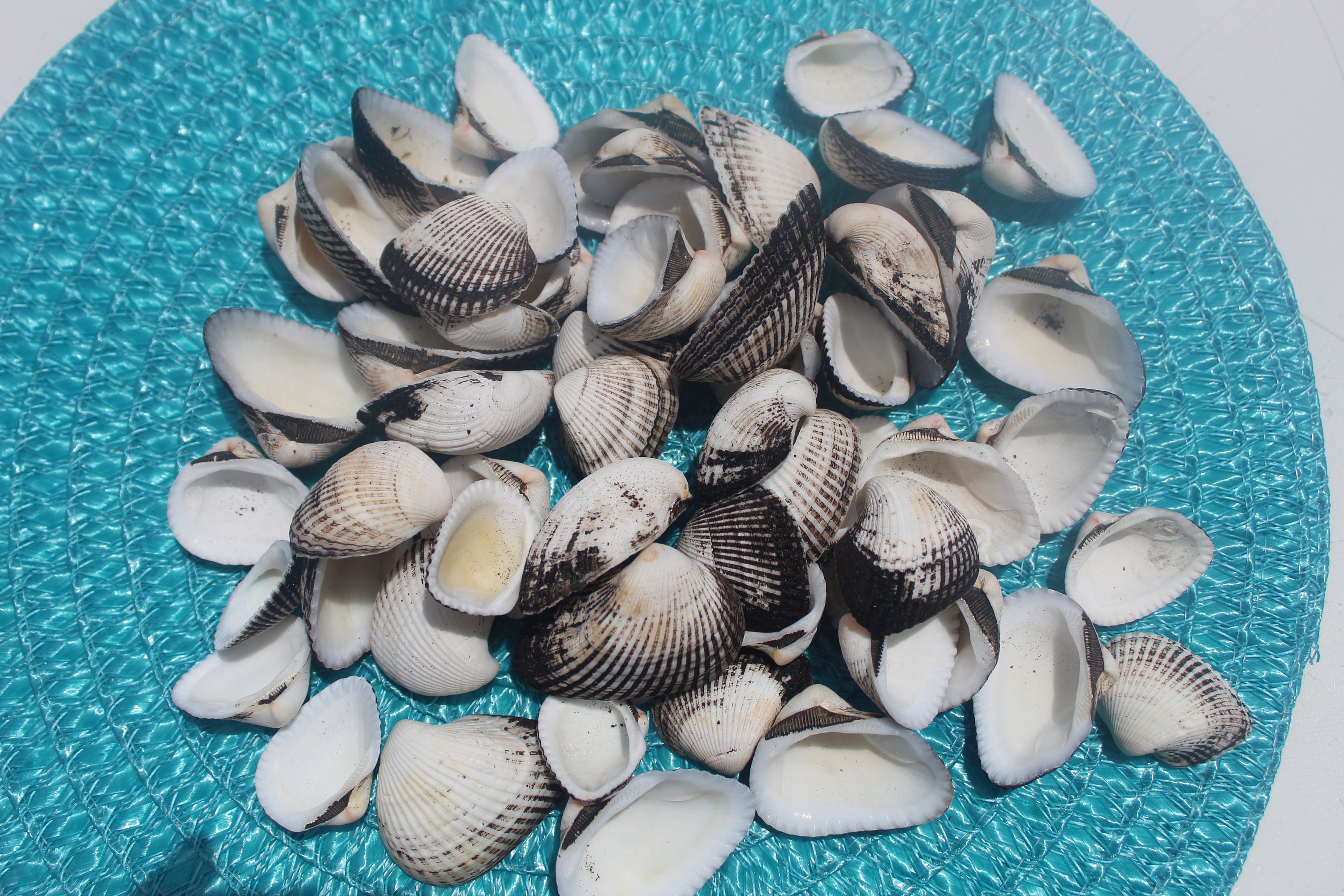 Ponderous Ark Seashells, Keewaydin Sea Shells, Gulf Coast Shells, Black ...