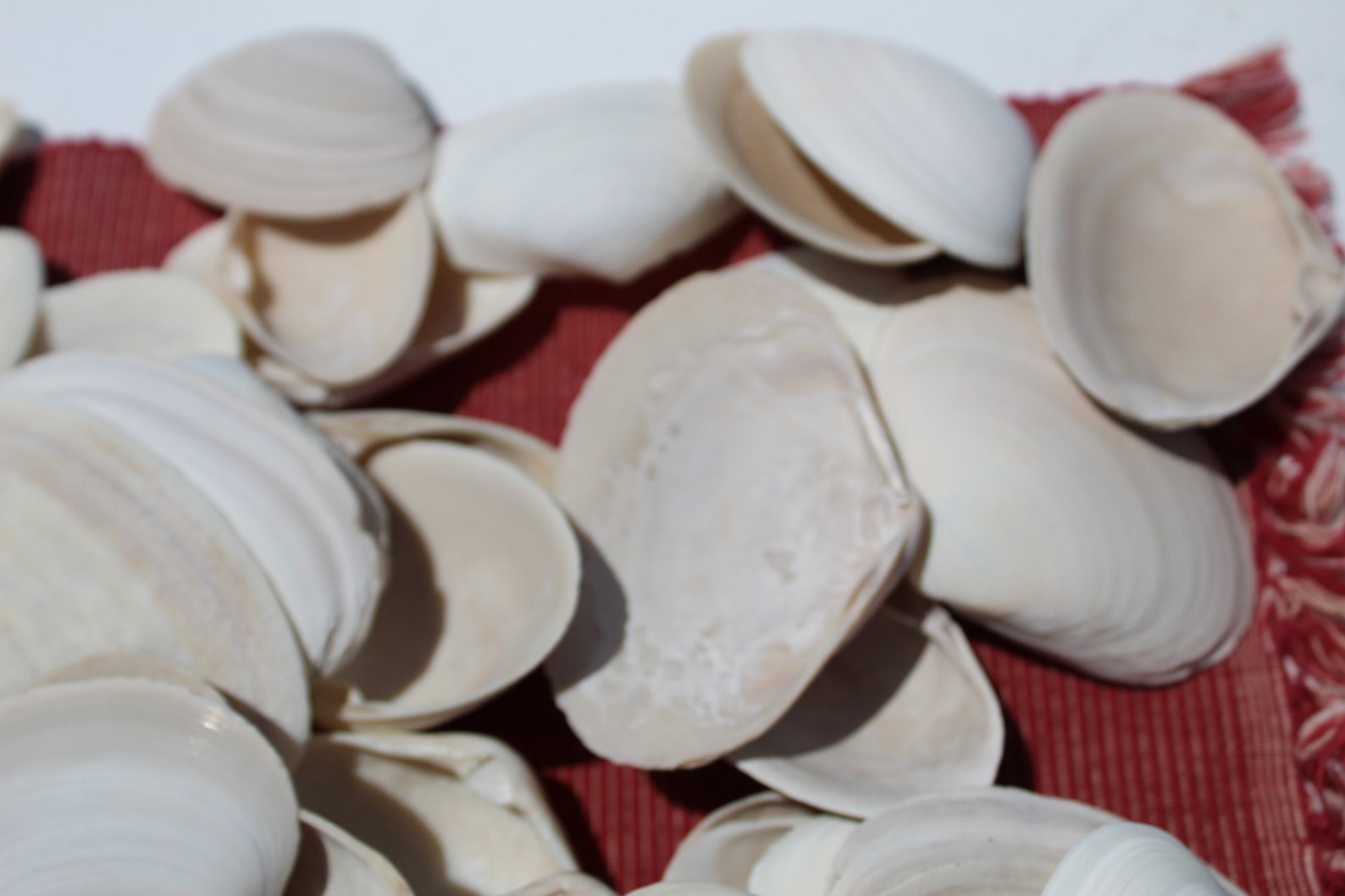 25 Surf Clam Shells Sanibel Clams Gulf Coast Shells Florida - Etsy