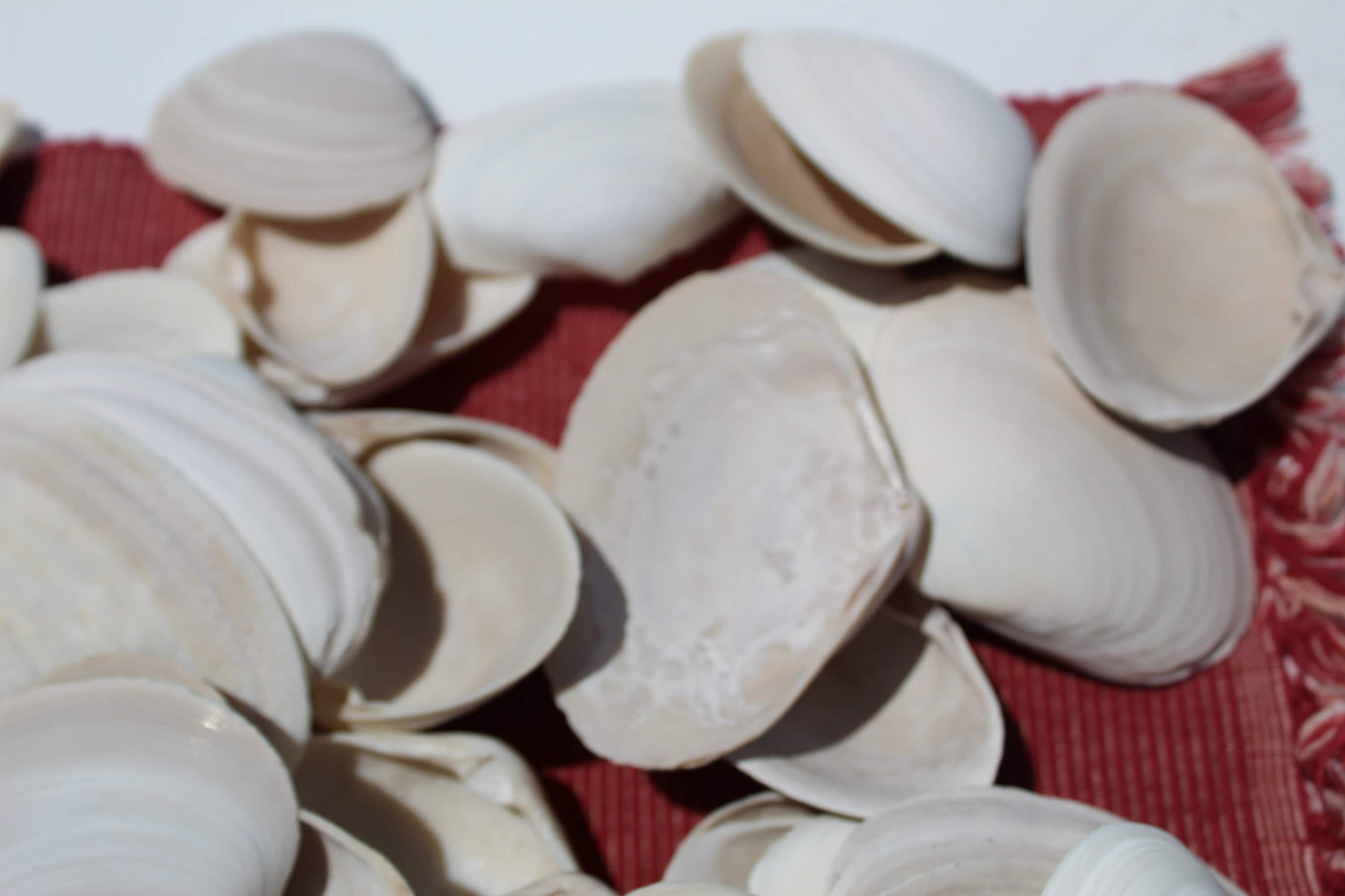 25 Surf Clam Shells, Sanibel Clams, Gulf Coast Shells, Florida Clams ...