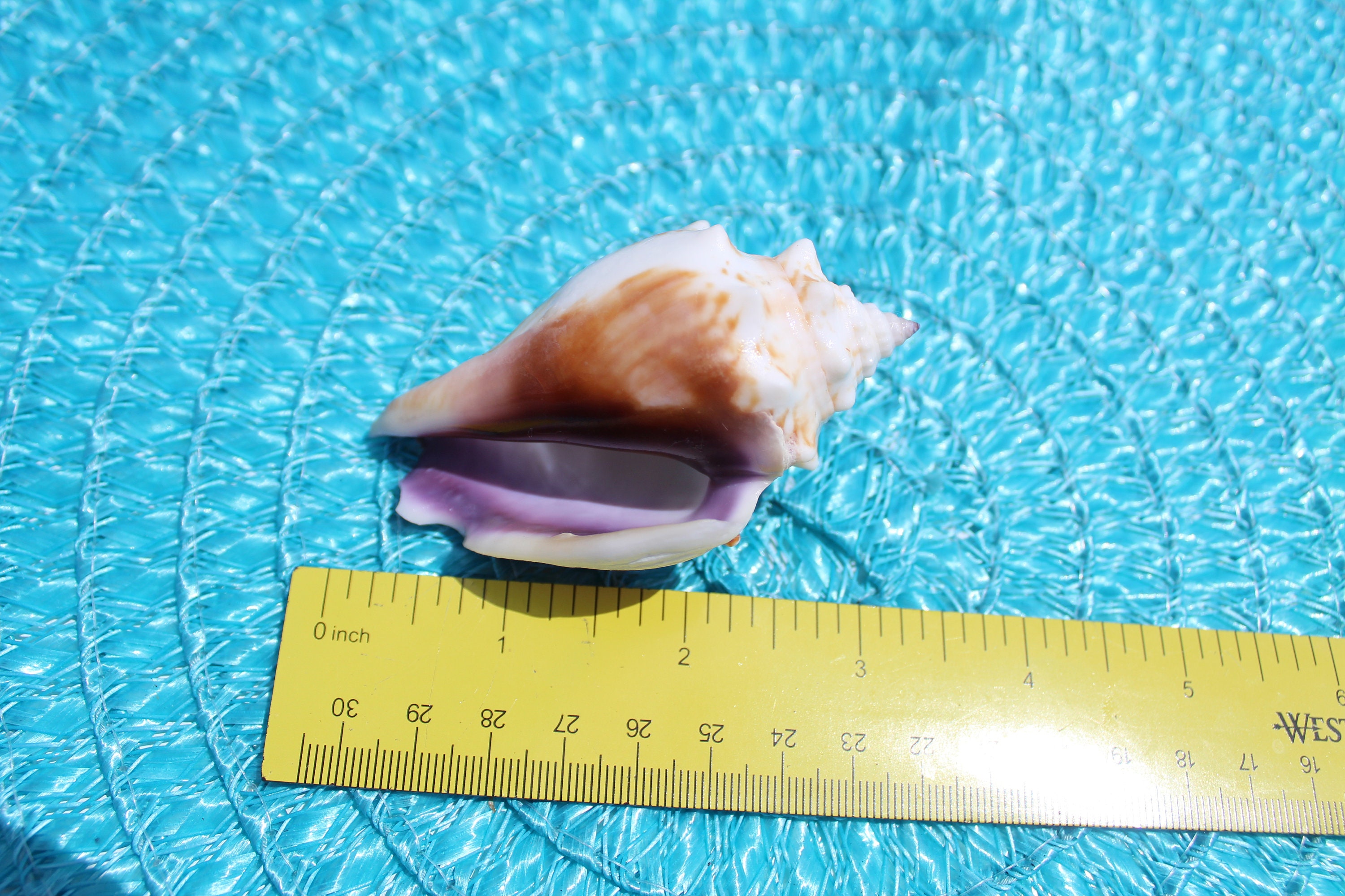 Purple Violet Lipped Conch Seashell, Florida Keewaydin Island Collected ...