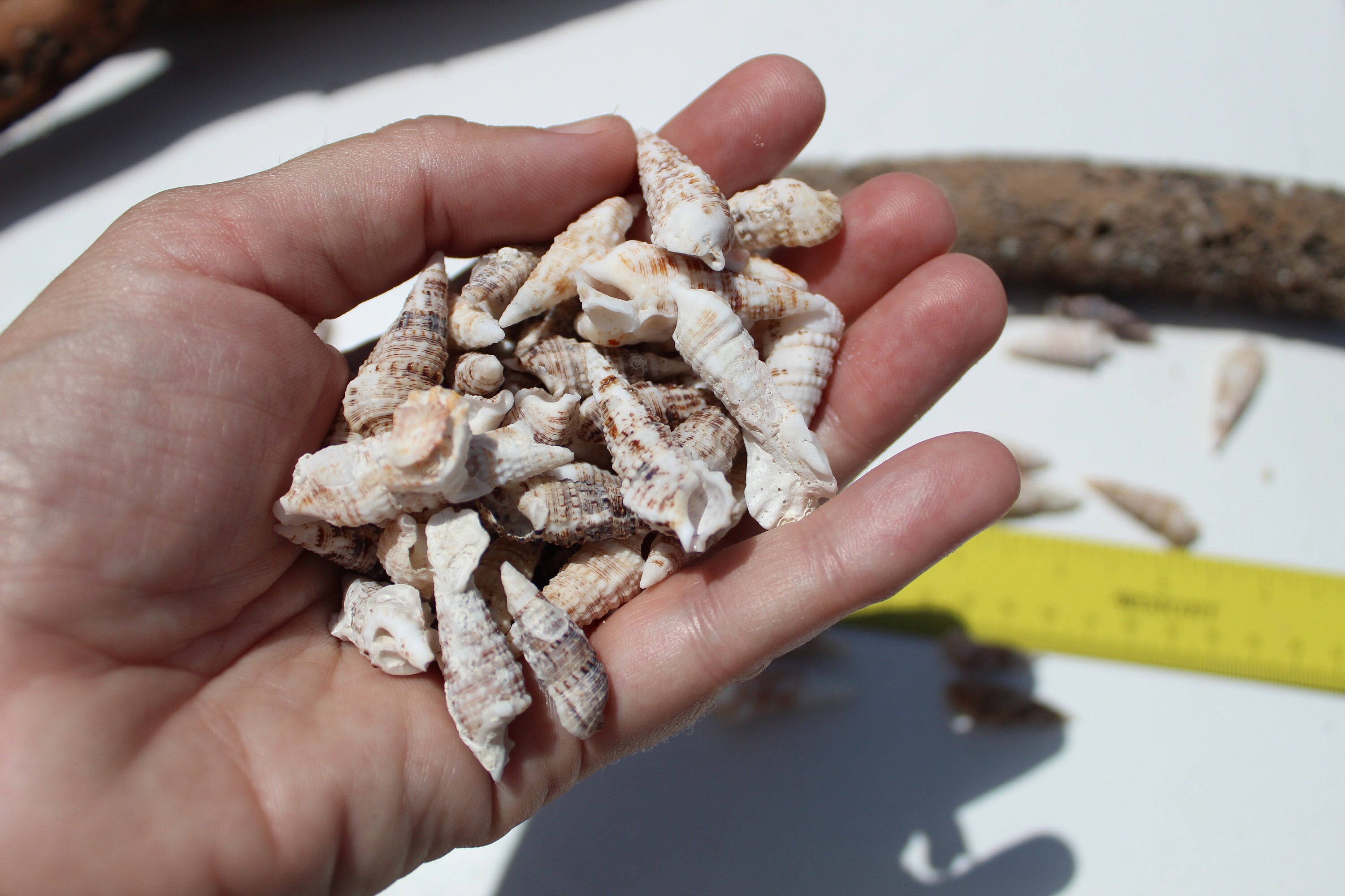 20 Cerith Sea Shells, Pointed Shells, Sanibel Shells, White and Brown ...