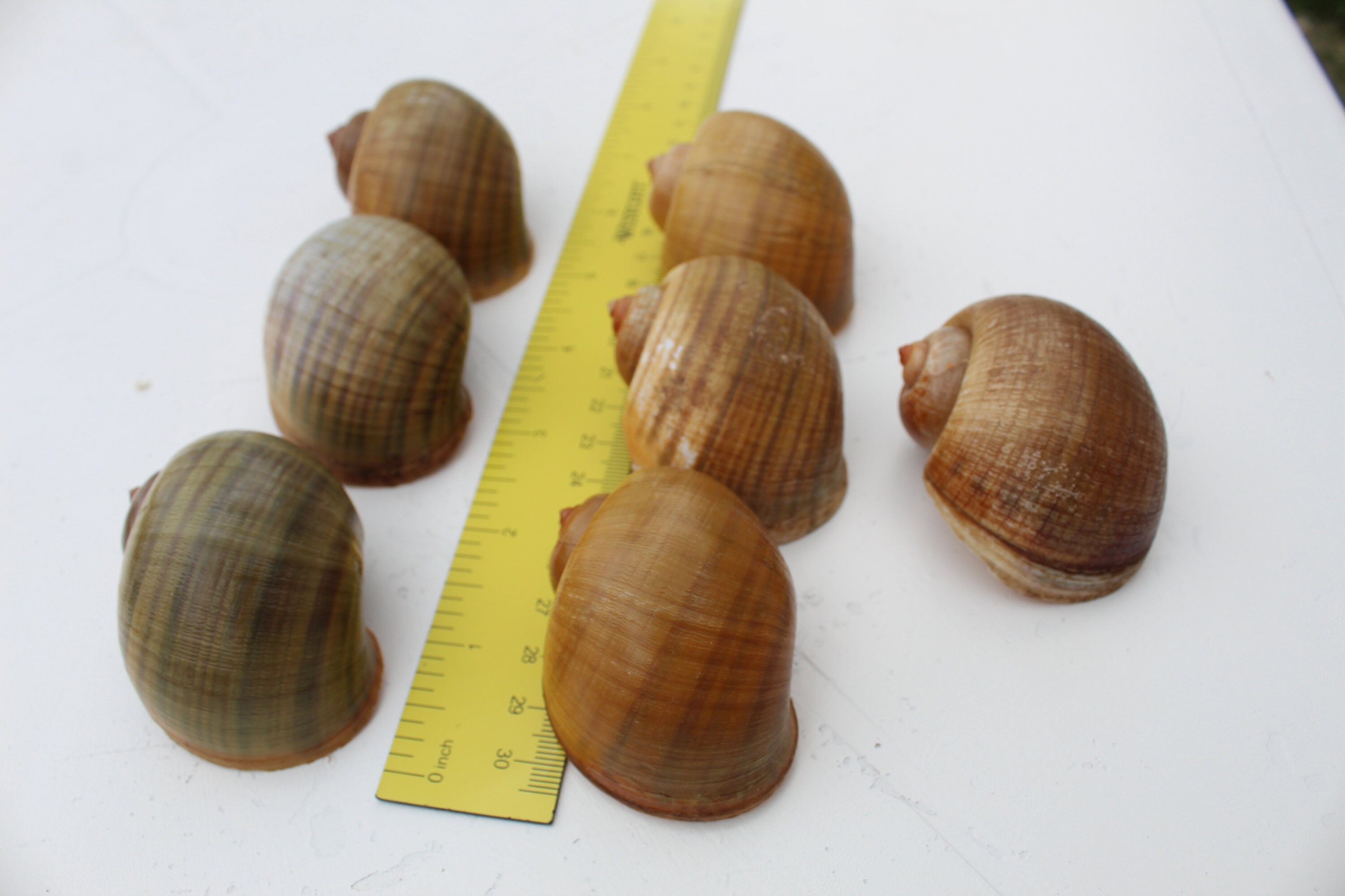 Medium Apple Shells, Florida Sea Shells, 1 3/4 Inches Wide, Hermit Crab ...