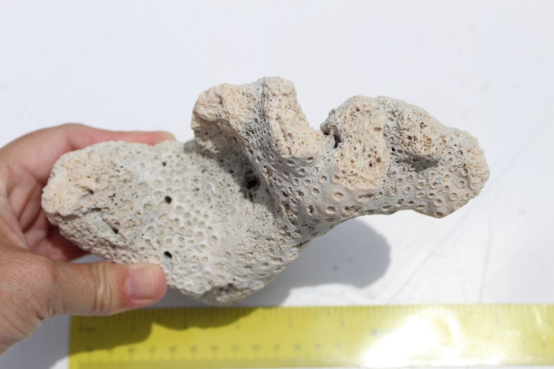 Large Coral Piece, Sanibel Island Coral, Turner Beach Coral, Sanibel ...
