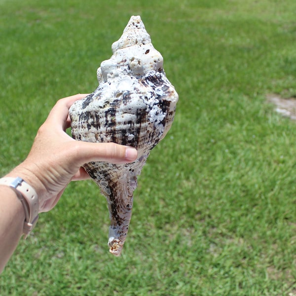 Large Conch Shells - Etsy