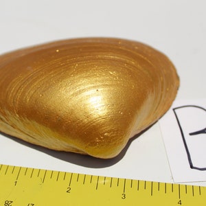 Gold Lined Shell Jewellery Dish, Clam Shell Trinket Dish, Vanity Ring ...