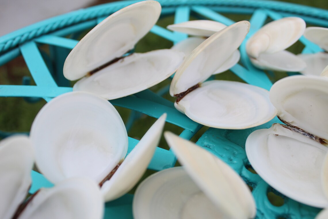Dosinia Clam Shell White Shells Florida Gulf Coast White - Etsy