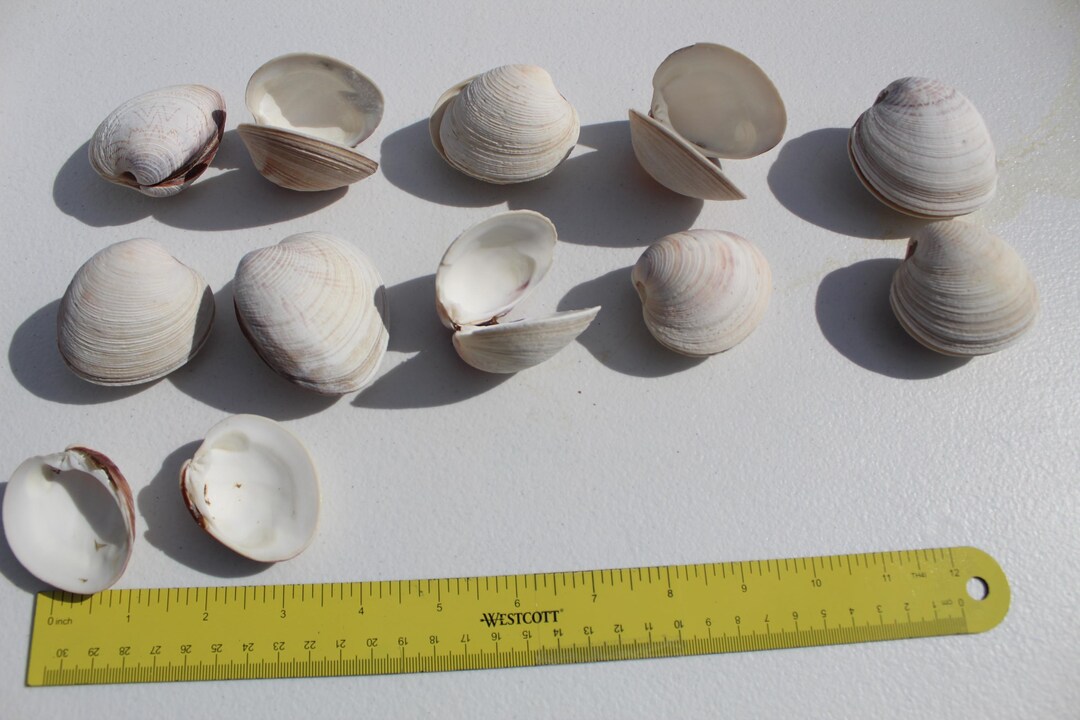 11 Quahog Clam Shell Pairs, 22 Quahog Clam Shells, Hard Clam Shells ...
