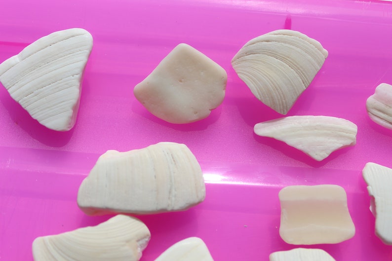 8 Ounces Seashell Chips, Shell Pieces, Ribbed Shells, Gulf Coast Shell ...