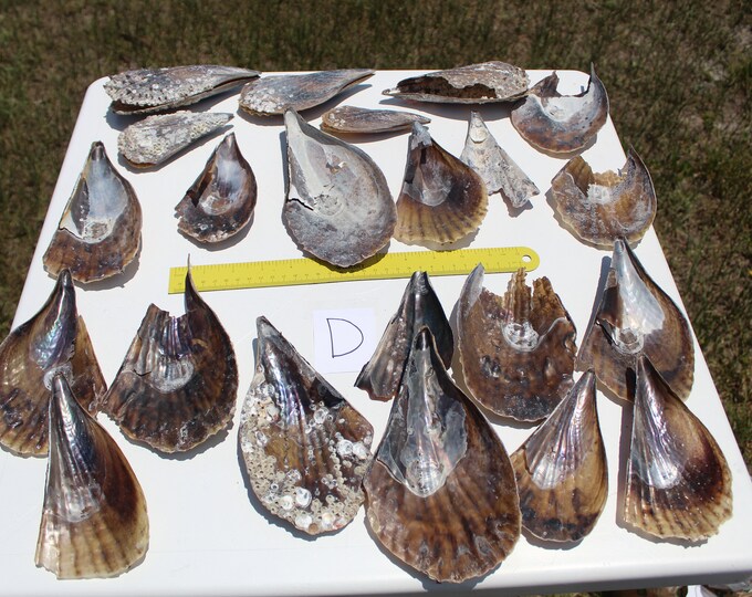 Pen Shells, Sanibel Island, Whole Pen Shells, Aura Borealis Shells ...