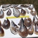Sunray Venus Seashells, Gulf Coast Shells, Sunray Venus Clam Shells, 7 ...