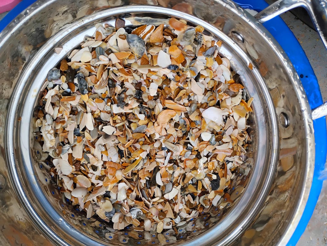 Natural Crushed Shells, 1 Lb Broken Shells, Shell Pieces, Vase Filler ...