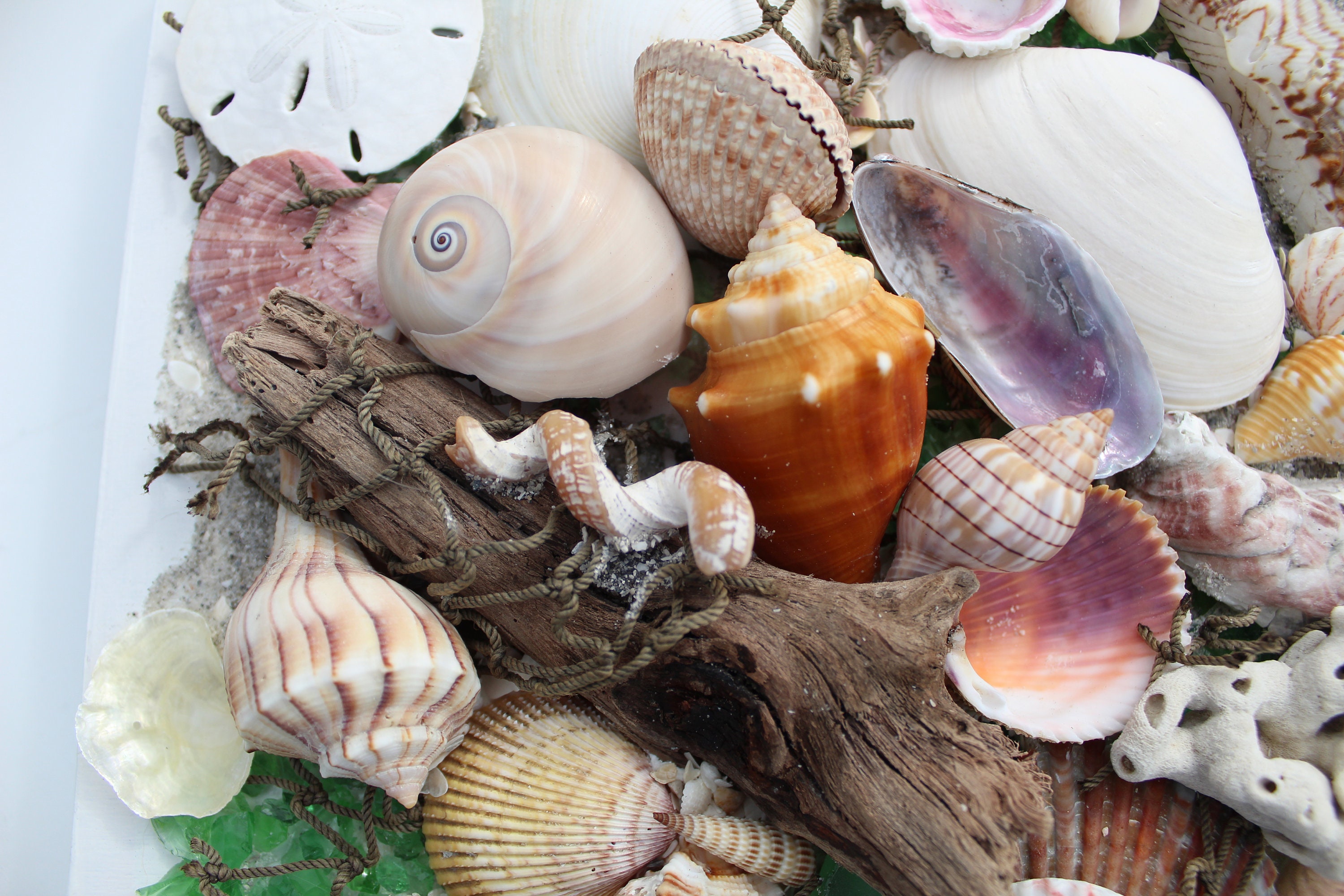 Sanibel Shell Art, Seashell Wall Decor Abstract Coastal Wall Art ...