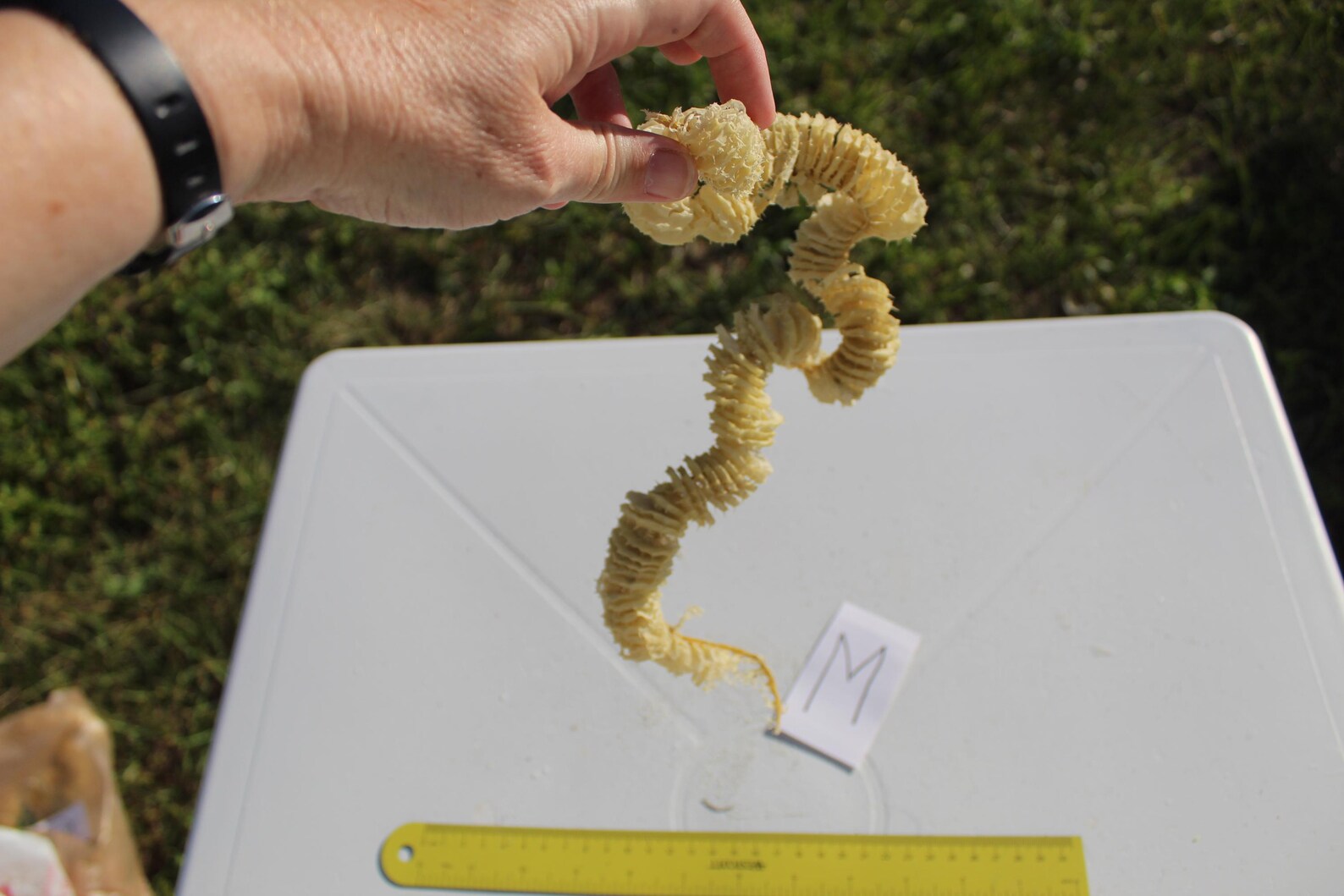 Whelk Egg Case, Spiral Egg Case, Sea Shell Case, Keewaydin, Egg Casing ...