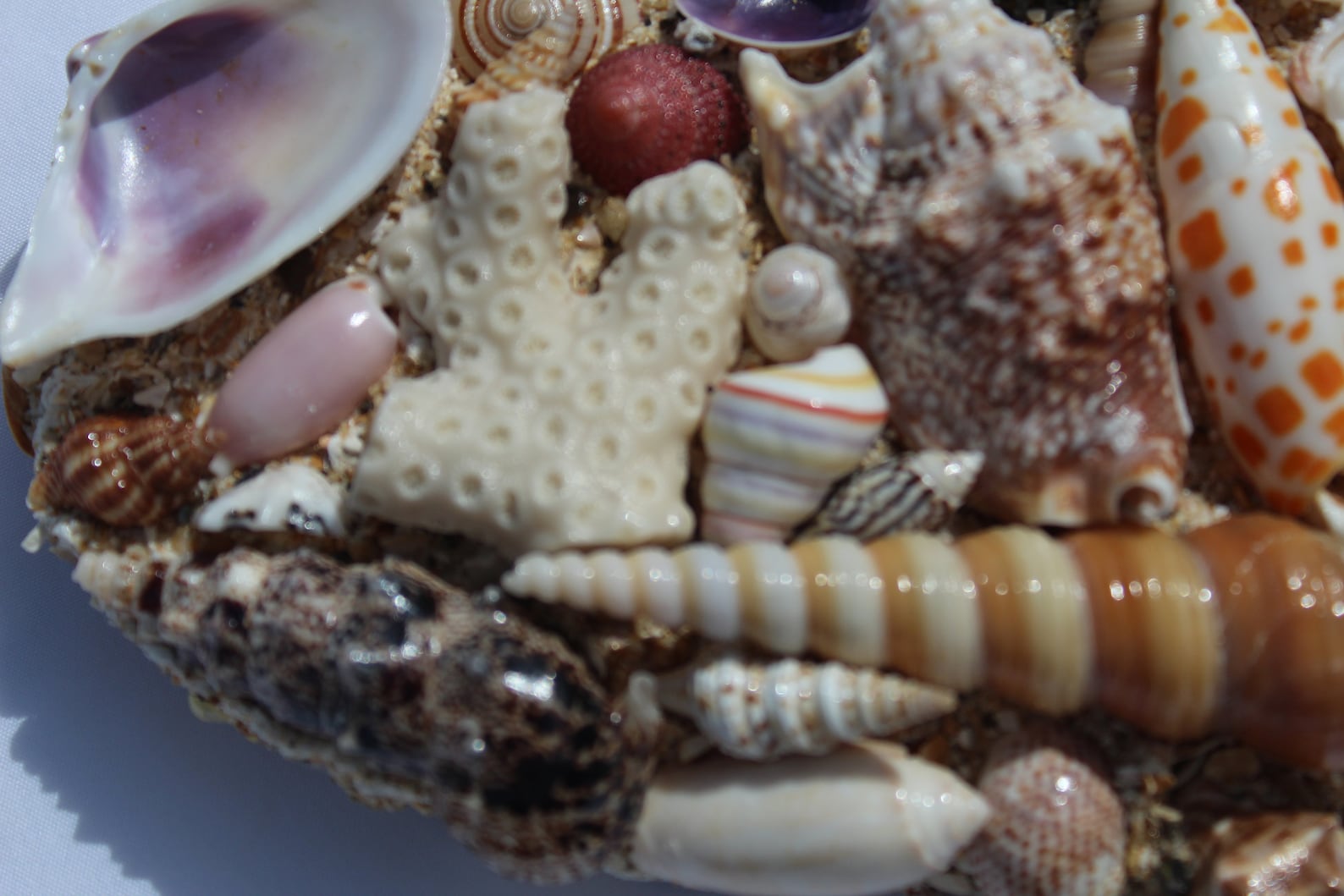 Small Shell Heart Wood Sea Shell Heart Handcrafted Heart - Etsy