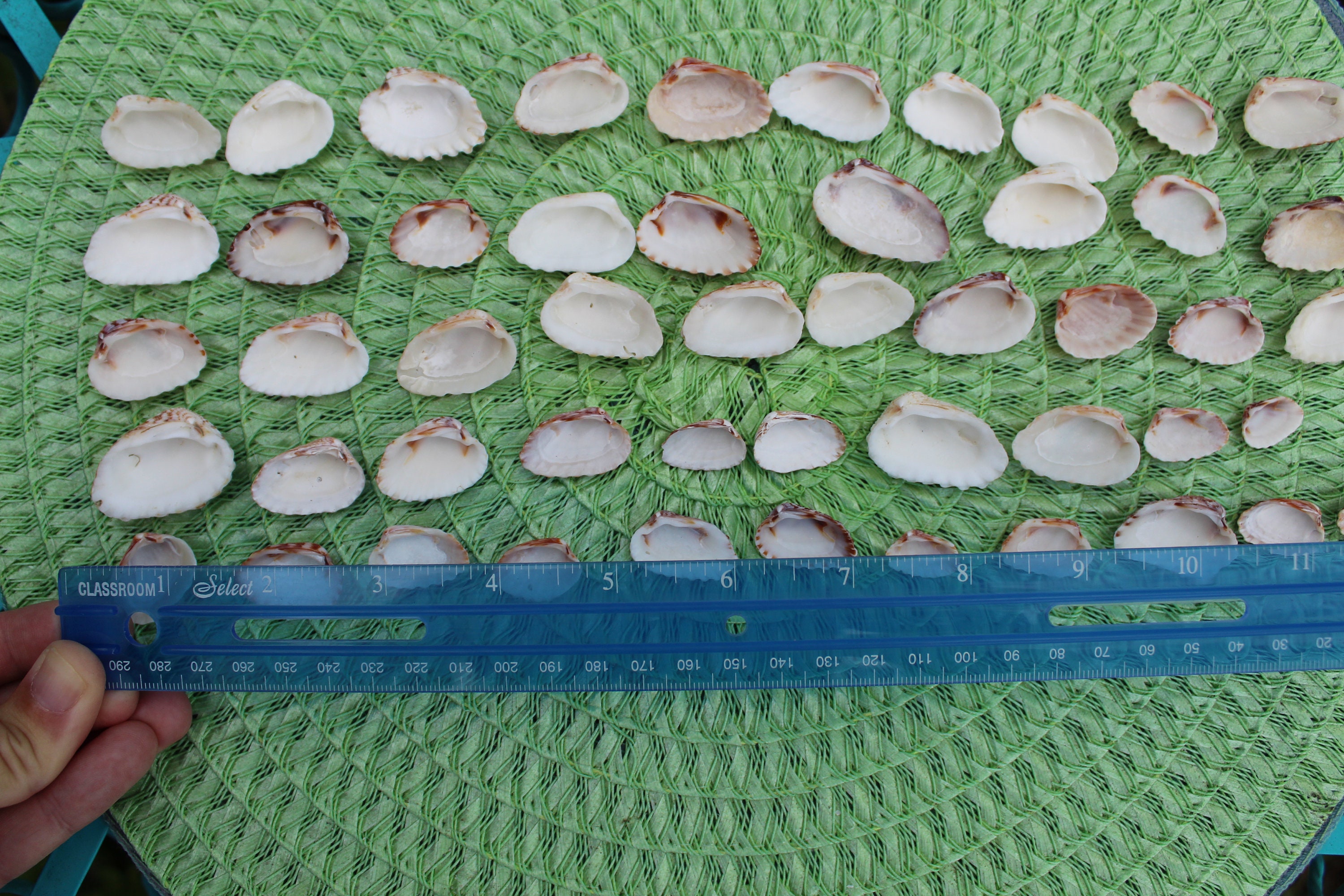 25 Cardita Shells Sanibel Shells Broad Ribbed Carditas Gulf - Etsy