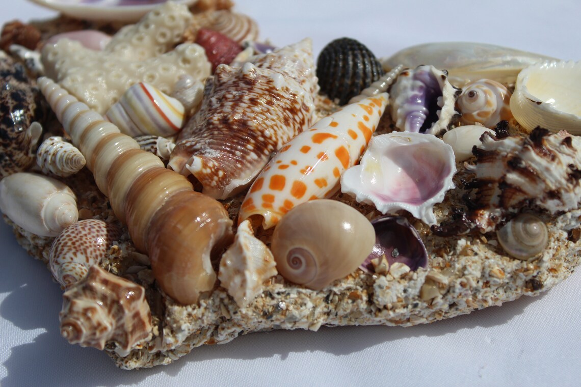 Small Shell Heart Wood Sea Shell Heart Handcrafted Heart - Etsy