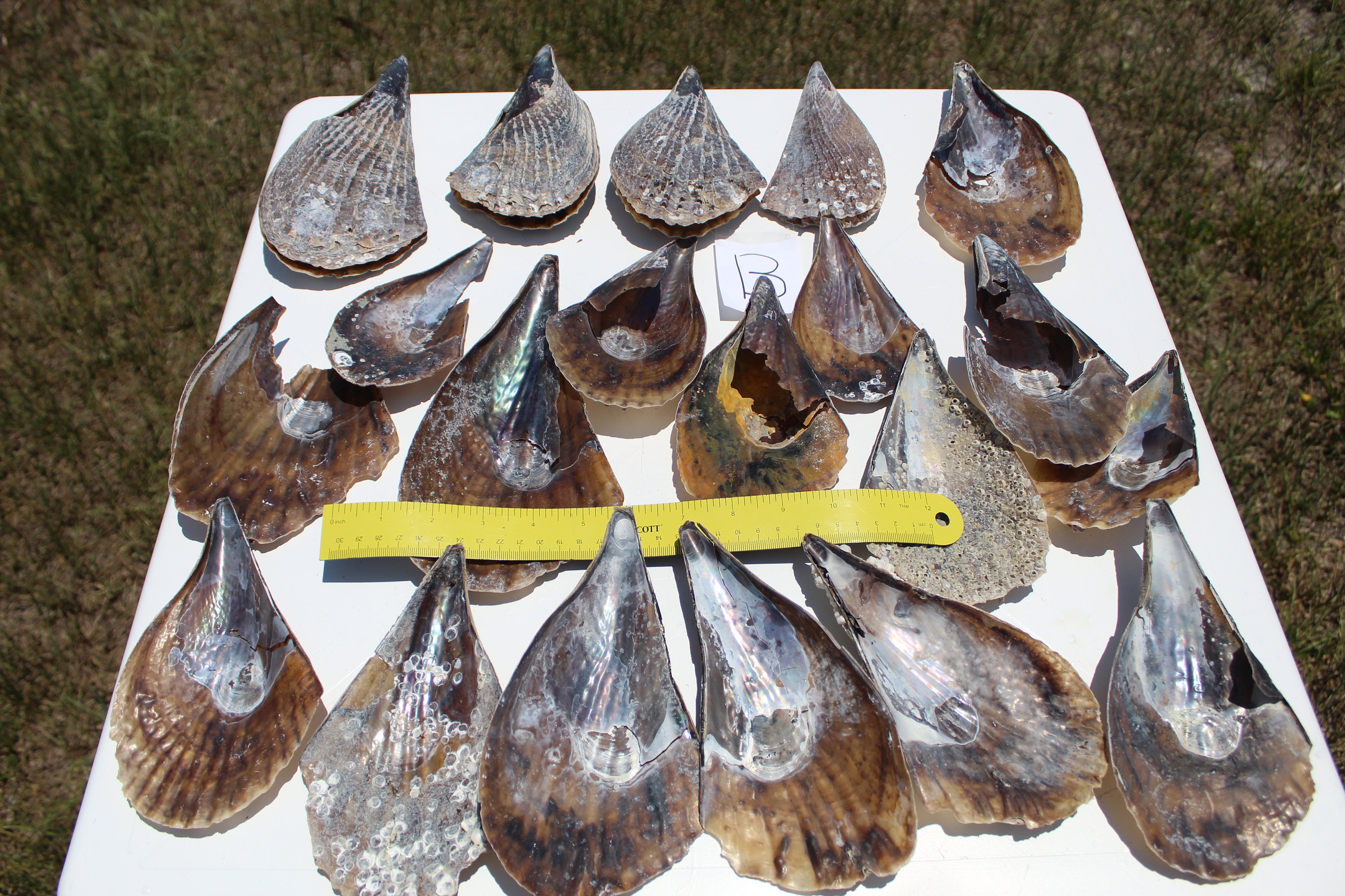 Pen Shells, Sanibel Island, Whole Pen Shells, Aura Borealis Shells ...