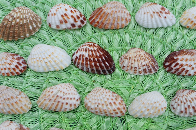 25 Cardita Shells, Sanibel Shells, Broad Ribbed Carditas, Gulf Coast ...