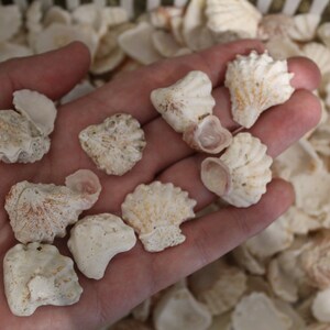 50 Cats Paw Seashells, Weather Worn Kitten Paw Shells, Cats Paw Shells ...