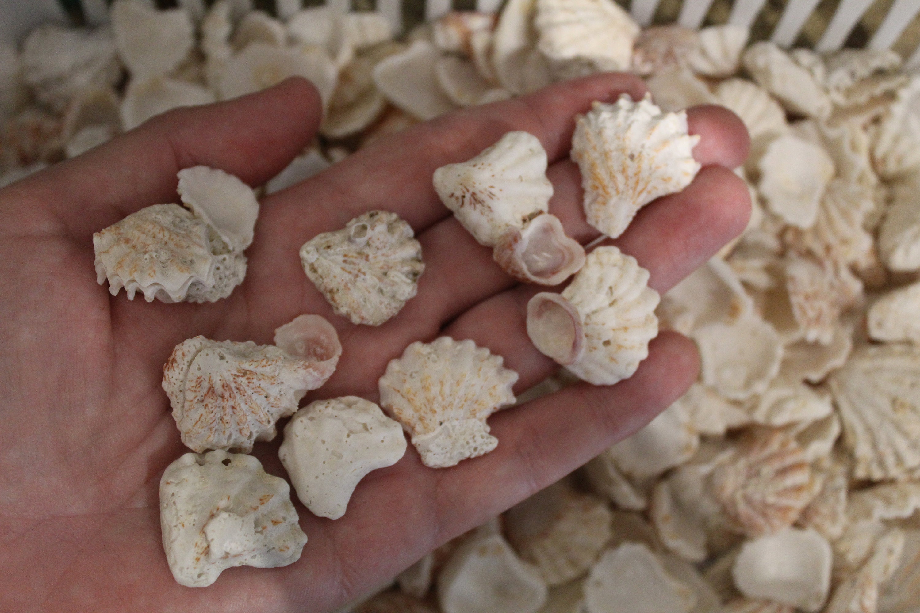 50 Cats Paw Seashells, Weather Worn Kitten Paw Shells, Cats Paw Shells ...