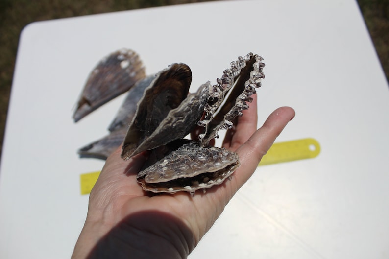 Pen Shells, Sanibel Island, Whole Pen Shells, Aura Borealis Shells ...