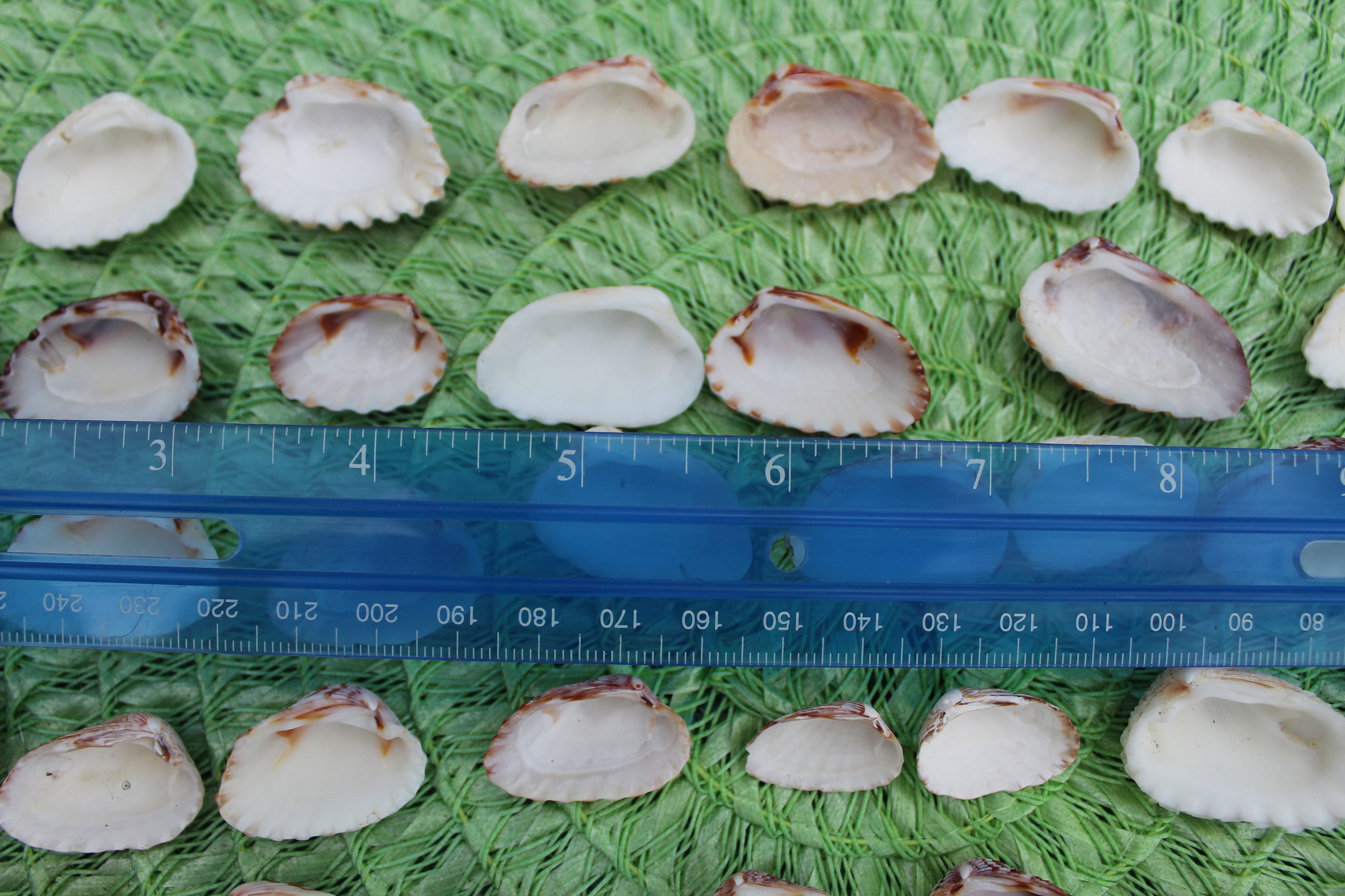 25 Cardita Shells Sanibel Shells Broad Ribbed Carditas Gulf - Etsy