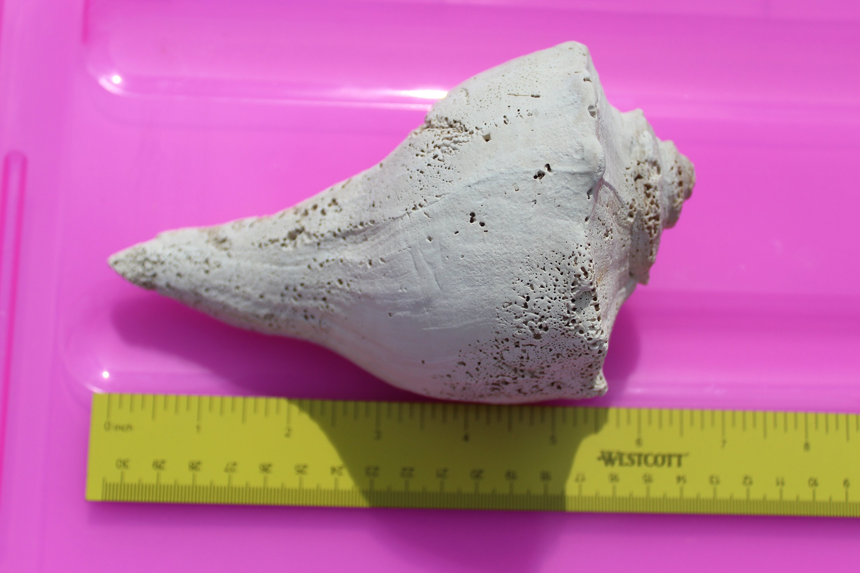 Medium Whelk Shell, Vintage Whelk Shell, Decorative Shell, Barnacle ...