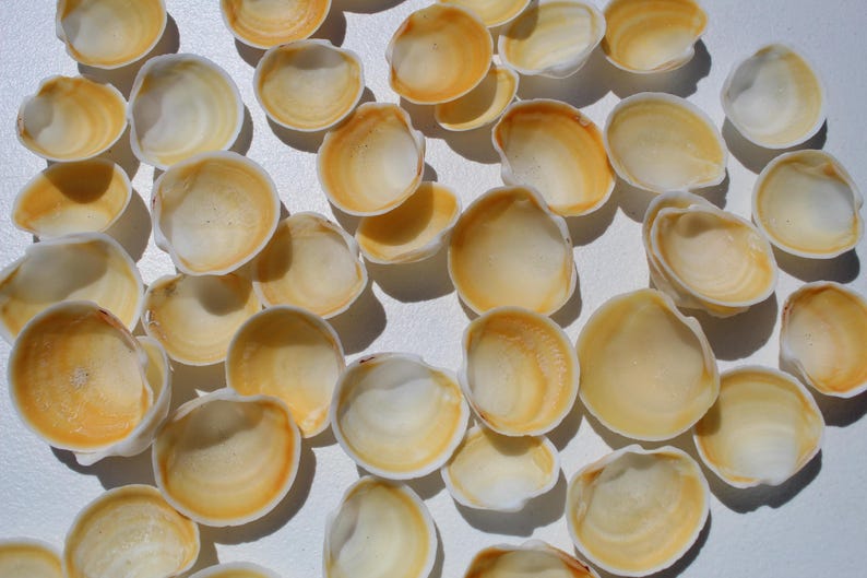 25 Buttercup Lucine Shells, Sanibel Island Yellow Seashells (2-3 Inch ...