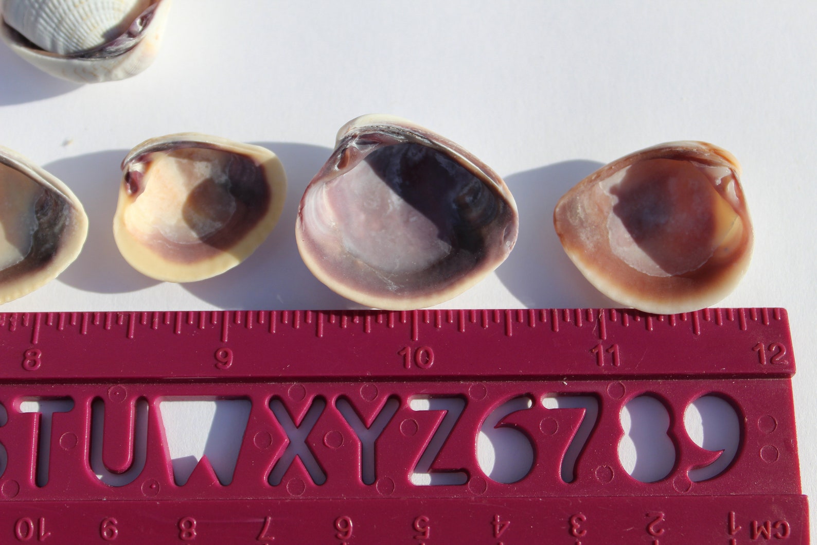 25 Venus Clam Shells, Seashells, Beach Decor, Shells, Purple Shells ...