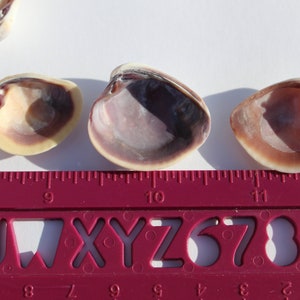 25 Venus Clam Shells, Seashells, Beach Decor, Shells, Purple Shells ...